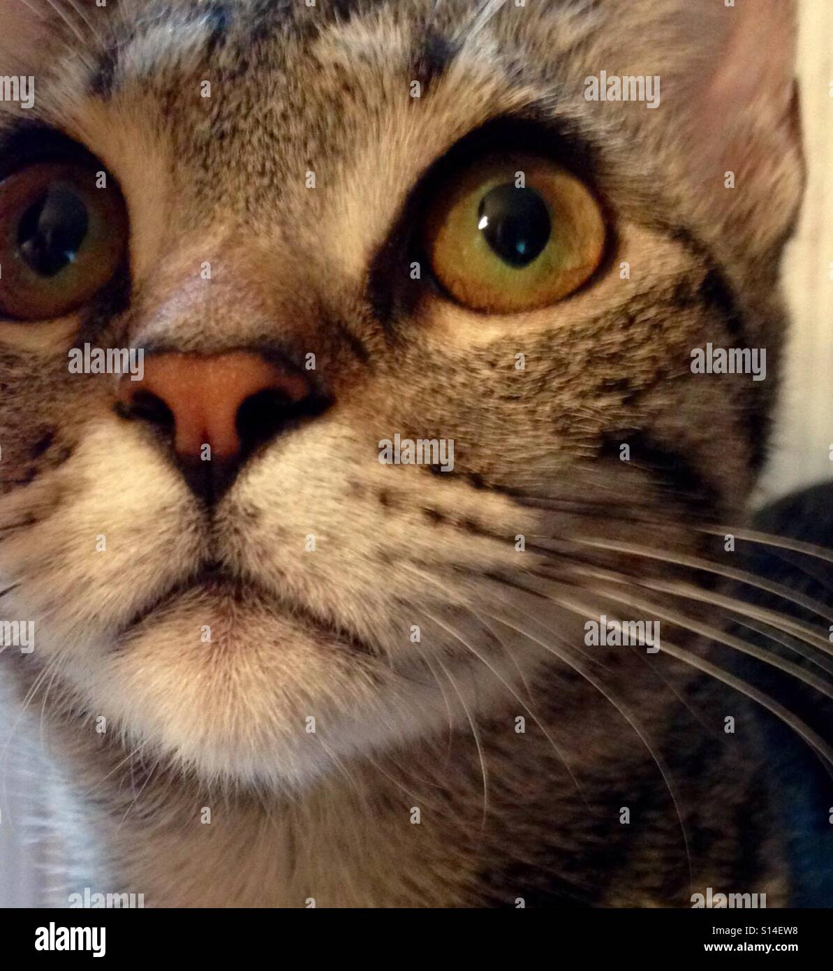 Kitten headshot hi-res stock photography and images - Alamy