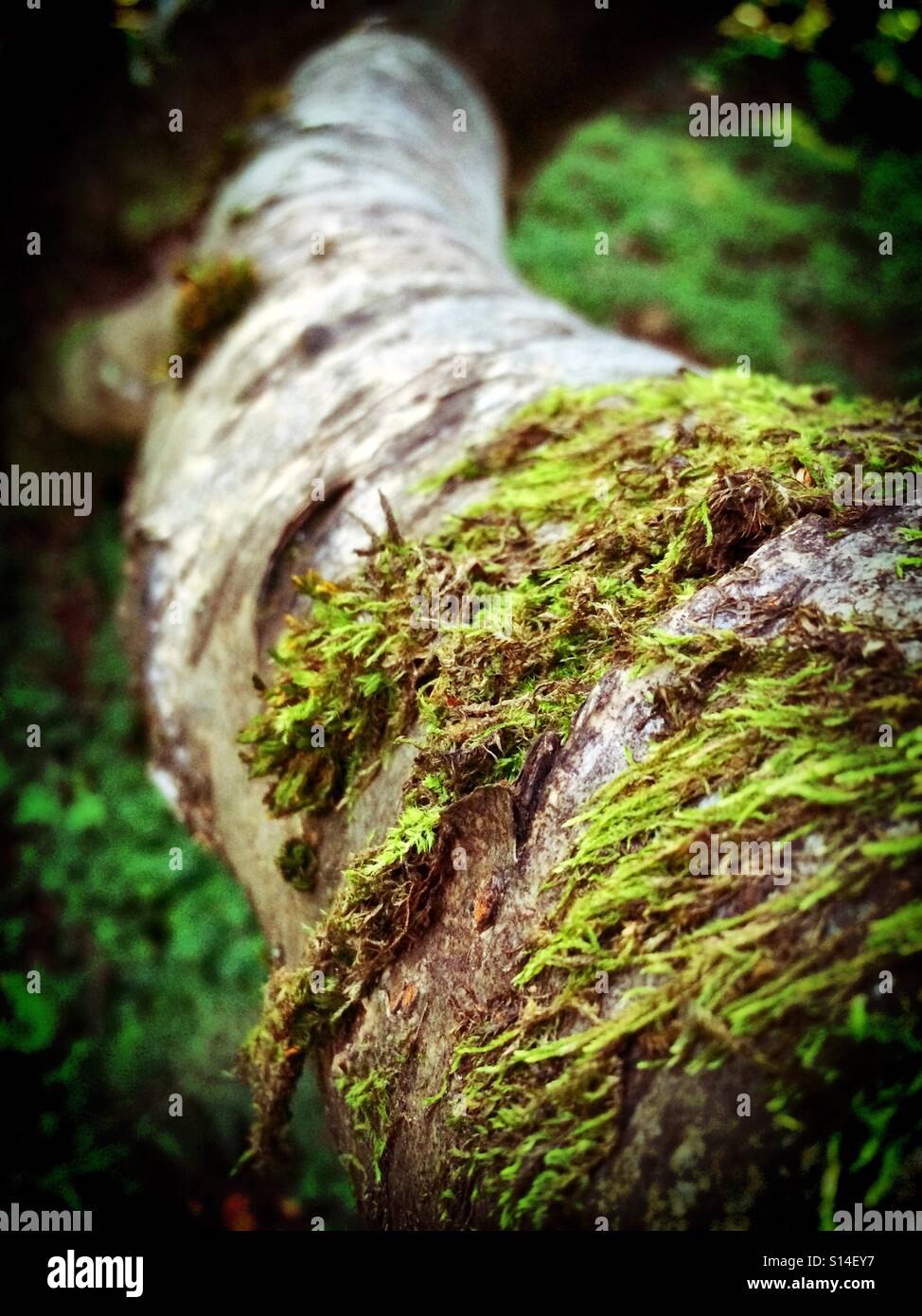 Moss growth hi-res stock photography and images - Alamy