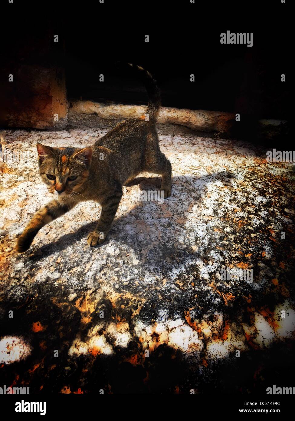 Orange spotted tiger hi-res stock photography and images - Alamy