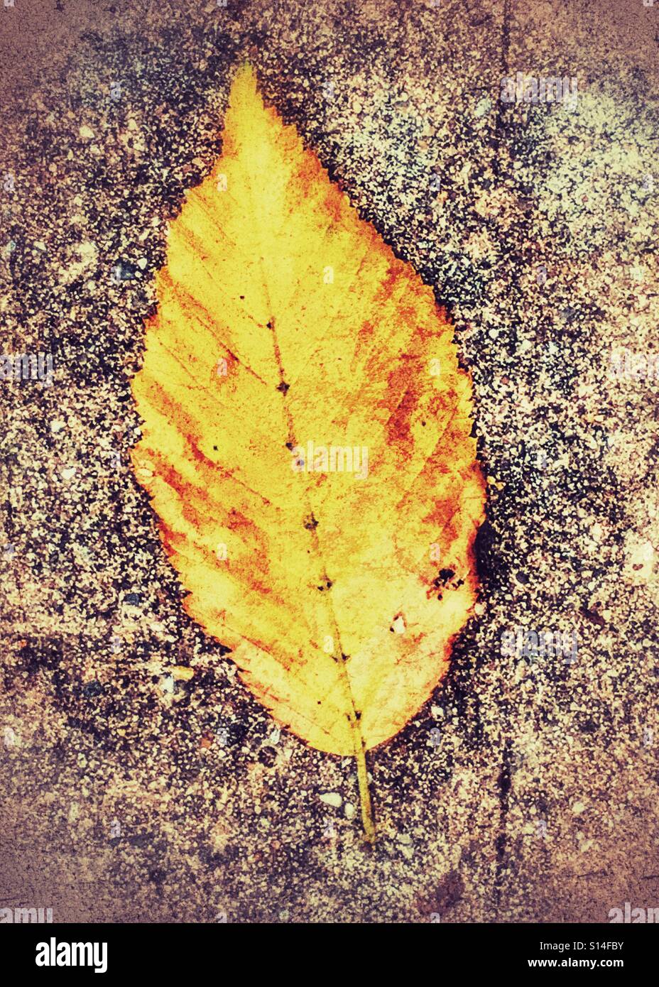 Golden autumn leaf on the pavement Stock Photo - Alamy