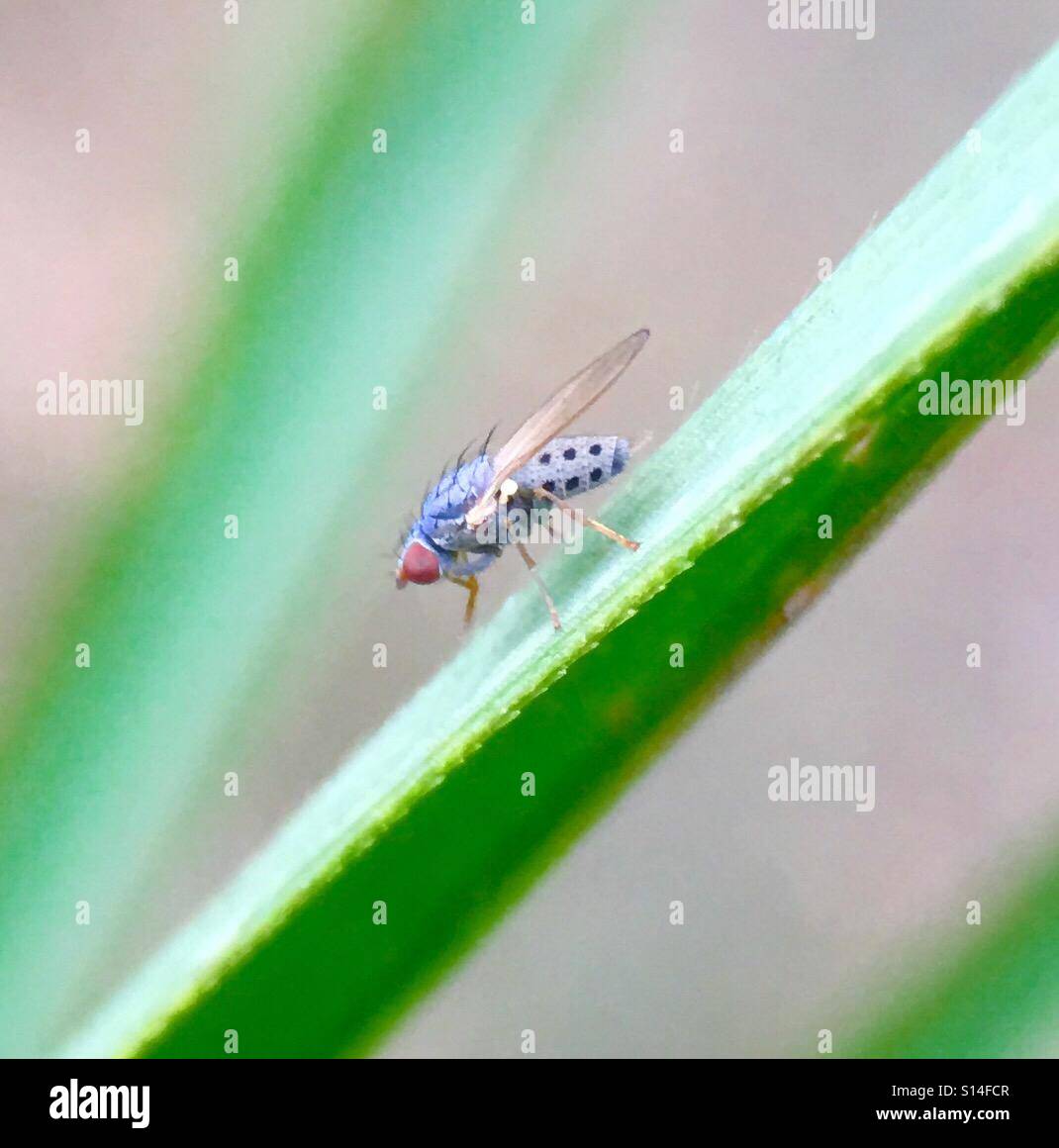 Tiny little insects Stock Photo - Alamy