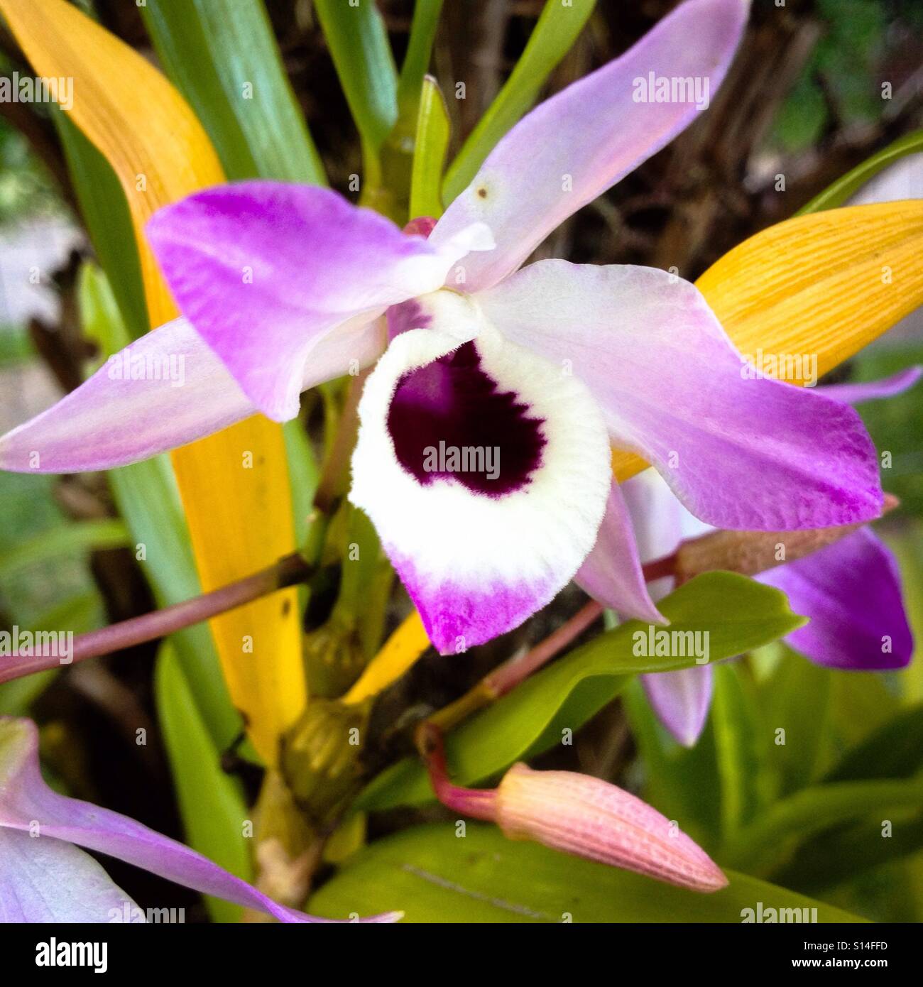 Orchid in bloom Stock Photo - Alamy
