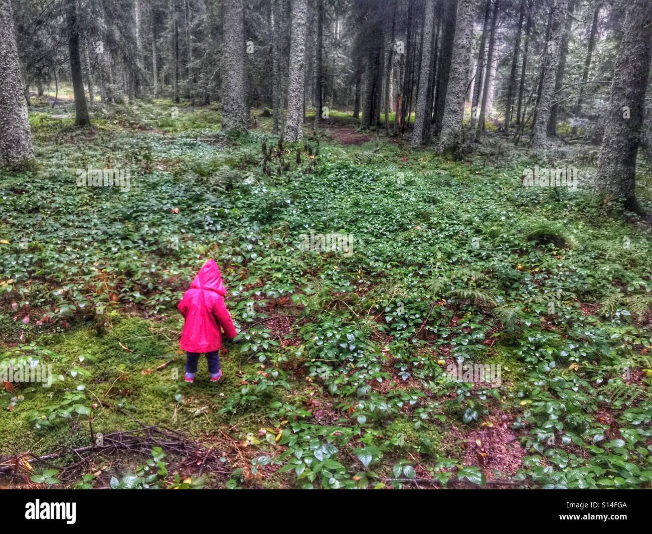 Toddler walking in the woods, France Stock Photo - Alamy Toddler walking in the woods, France Stock Photo - Alamy