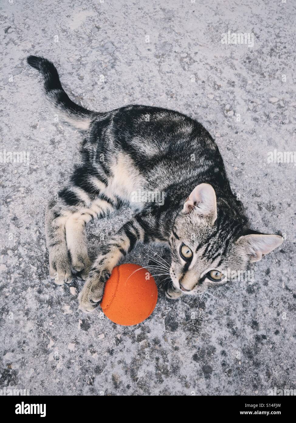 Czech cat hi-res stock photography and images - Alamy