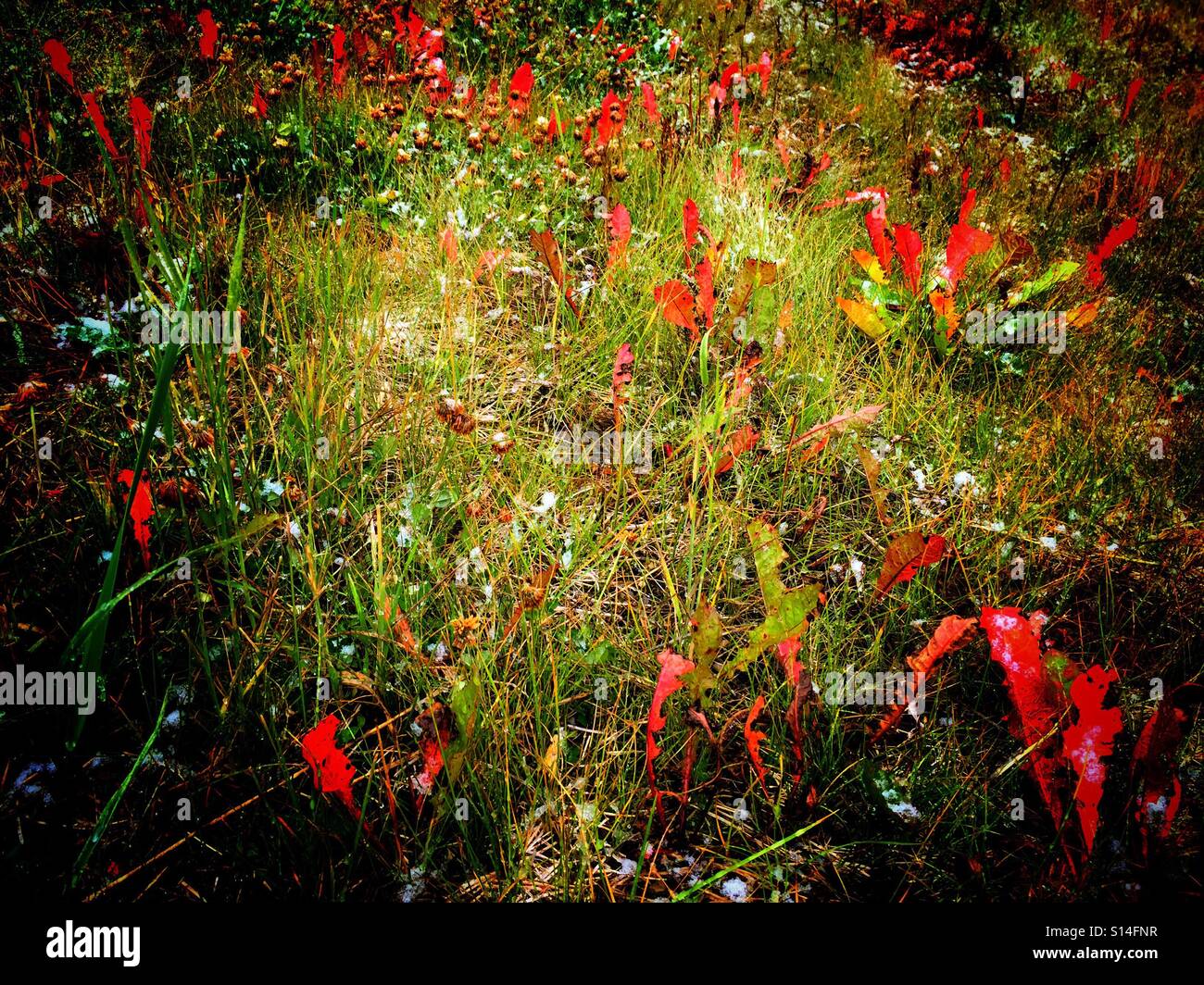 Early first snowfall of the season Stock Photo - Alamy