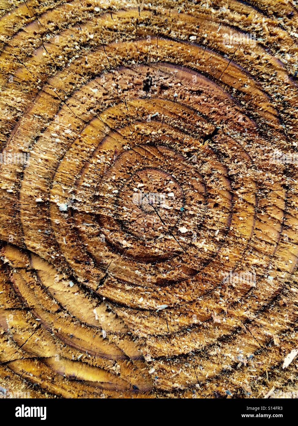 tree trunk cross section Stock Photo - Alamy