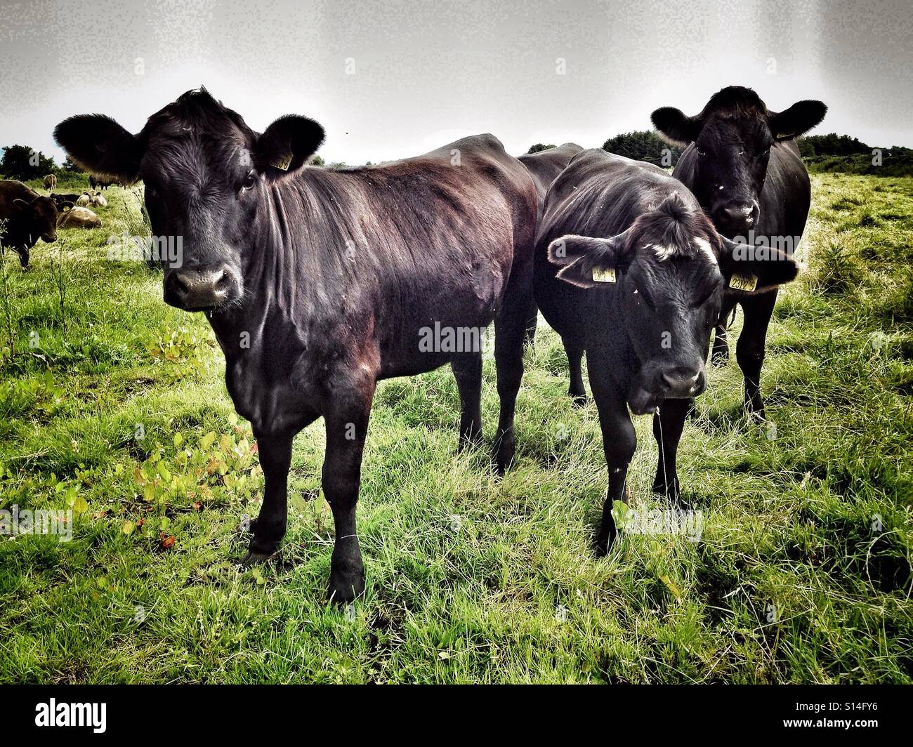 Black beef cows hi-res stock photography and images - Alamy