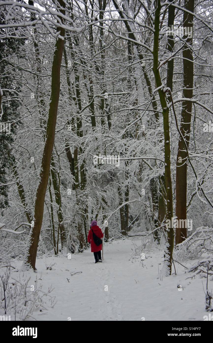 Snow woods walking hi-res stock photography and images - Alamy