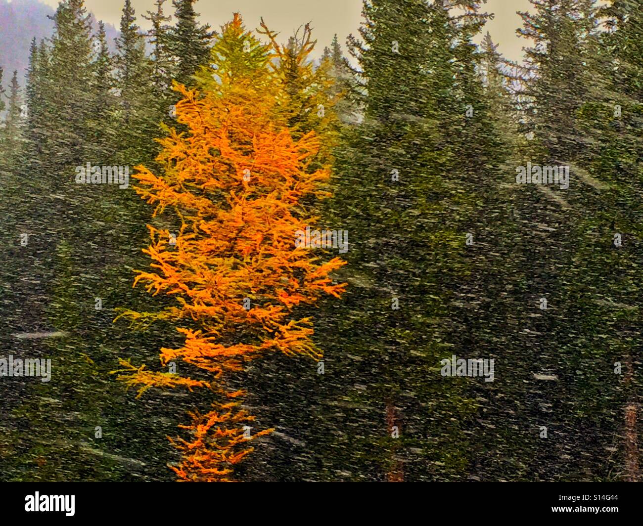 Early snowfall in the High country and larch tree in autumn colour ...