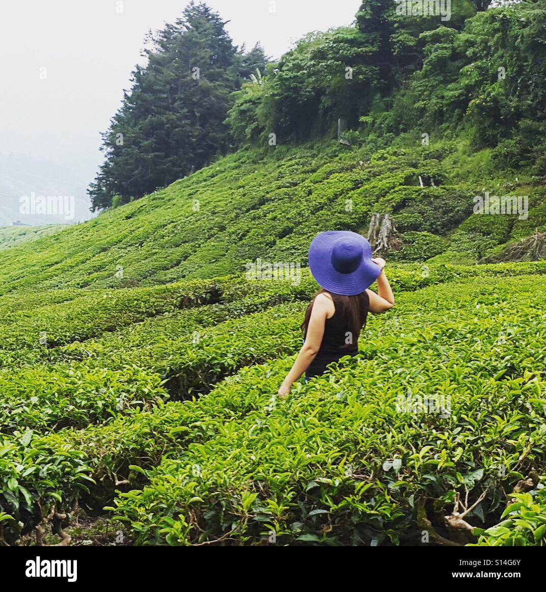 Sun cover cameron hi-res stock photography and images - Alamy