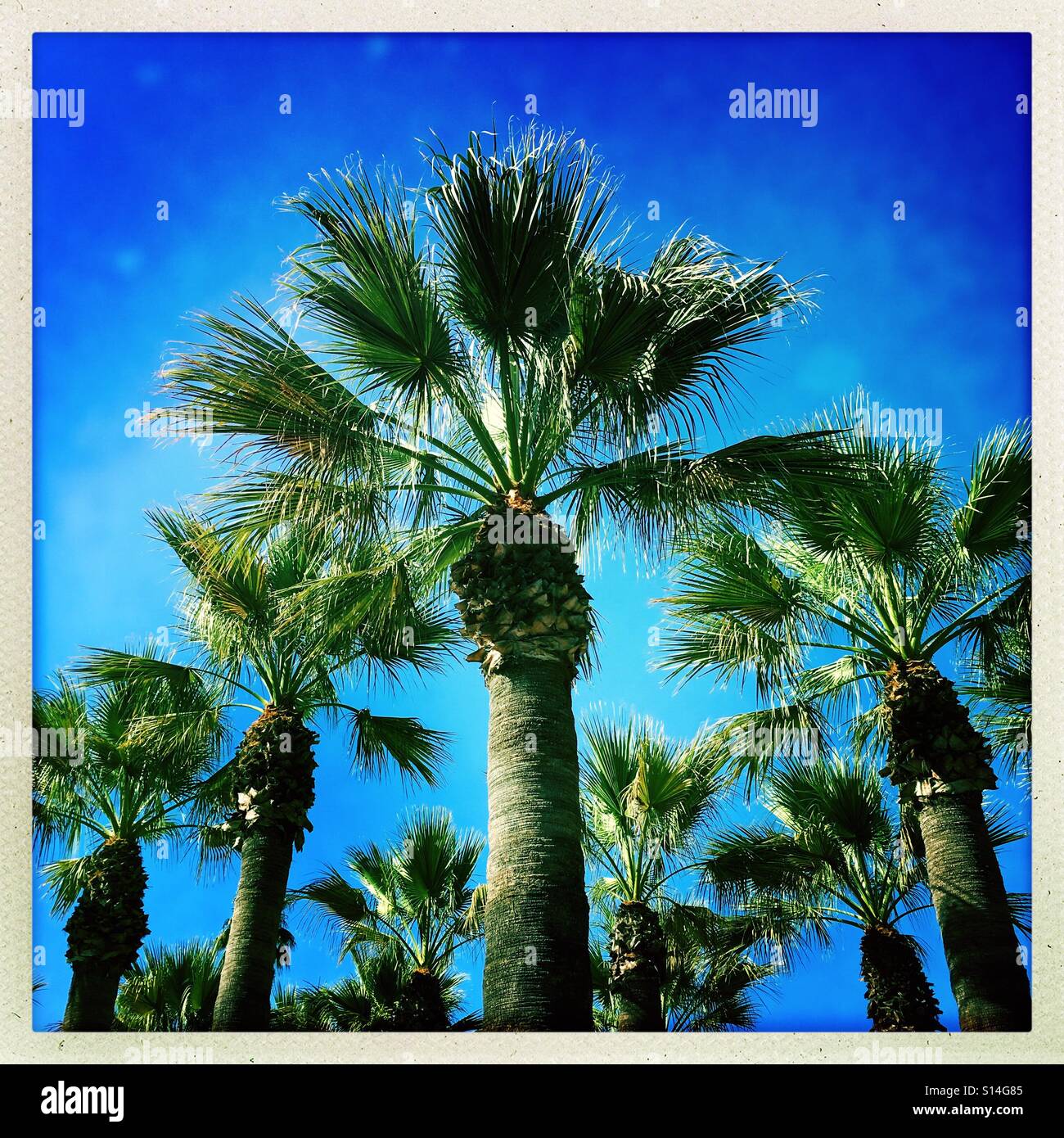 Pasadena palm trees hi-res stock photography and images - Alamy