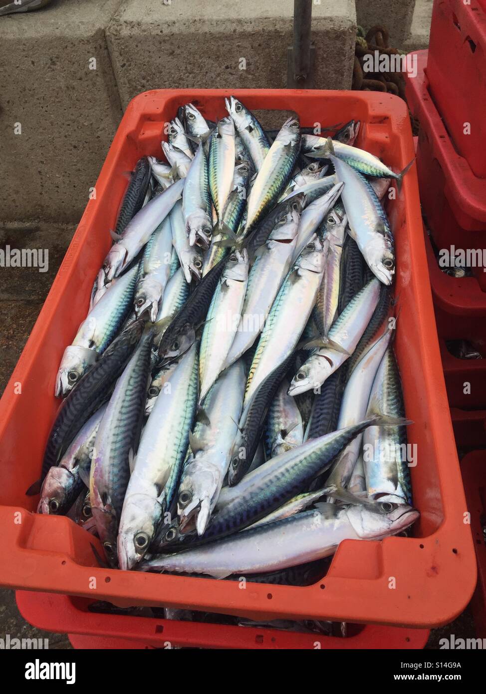 Load of fish hi-res stock photography and images - Alamy