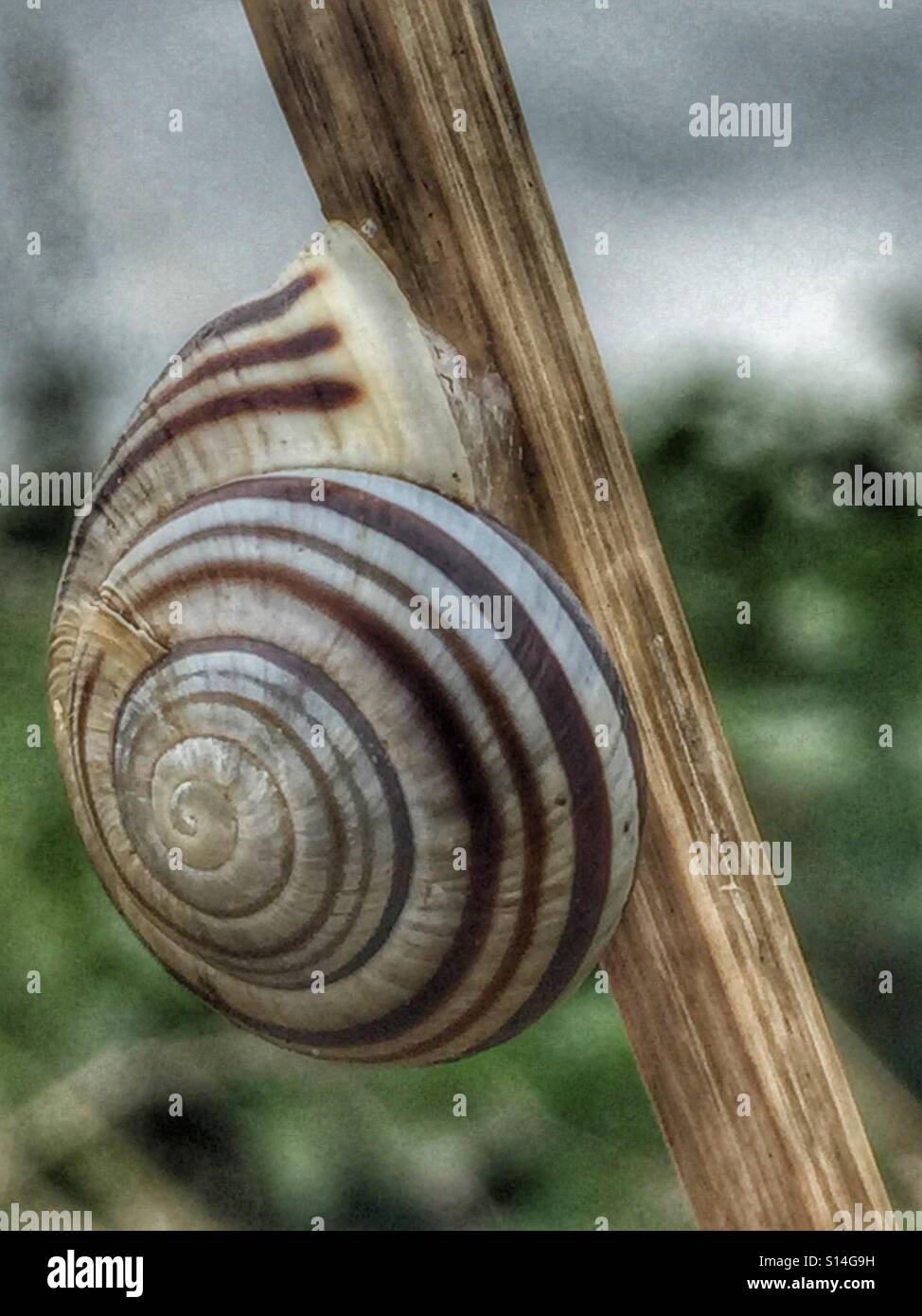 Patterned snail shell hi-res stock photography and images - Alamy