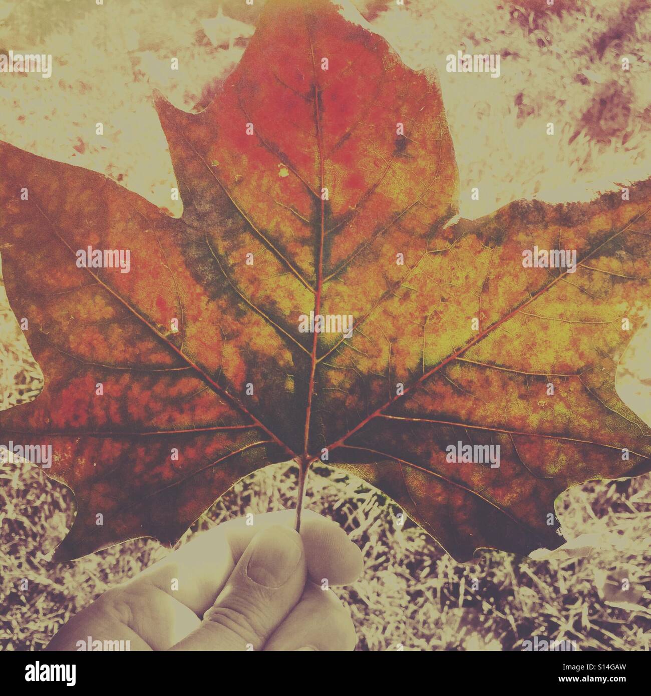 Holding an autumn leave Stock Photo - Alamy