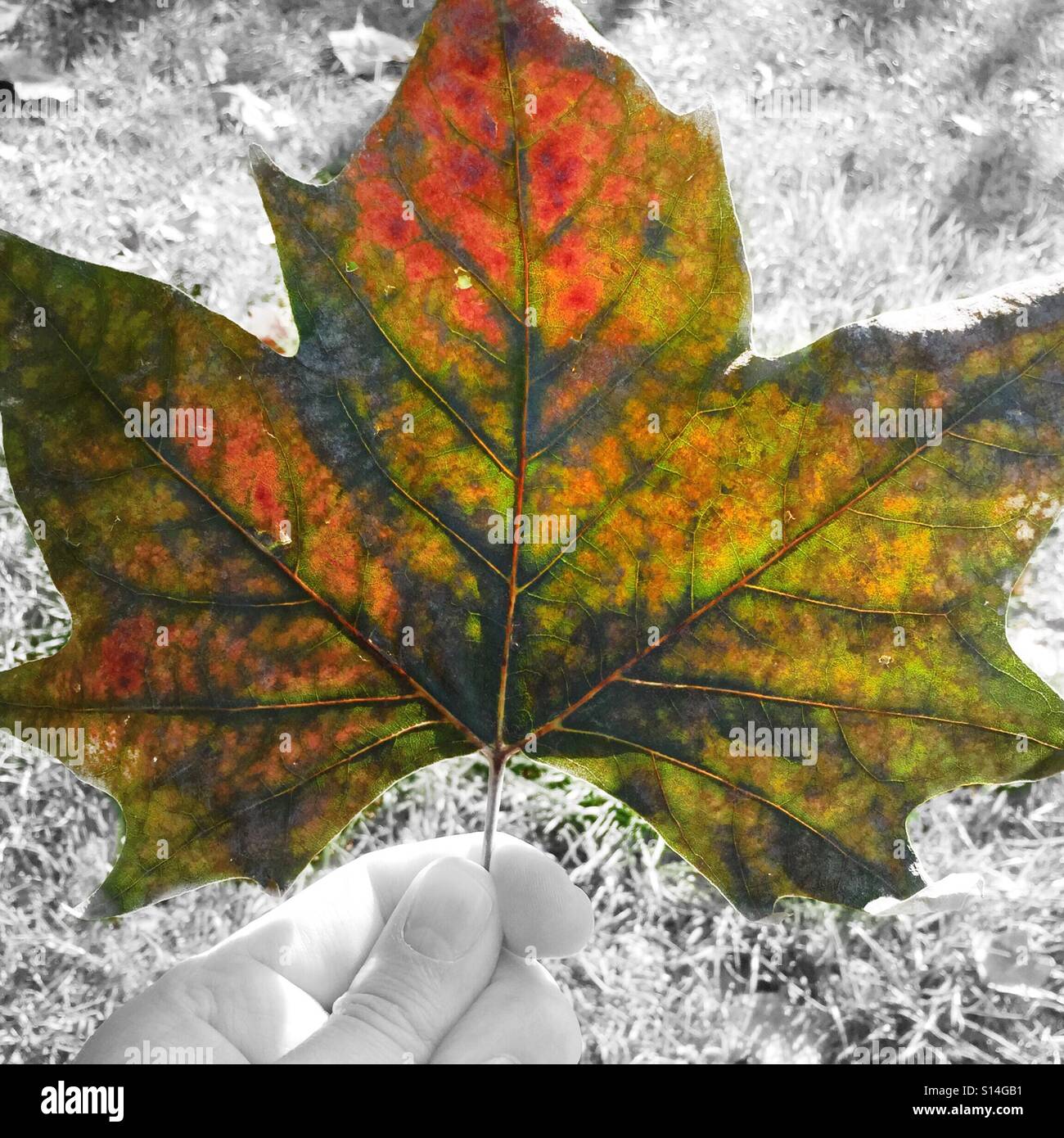 Holding an autumn leave Stock Photo - Alamy