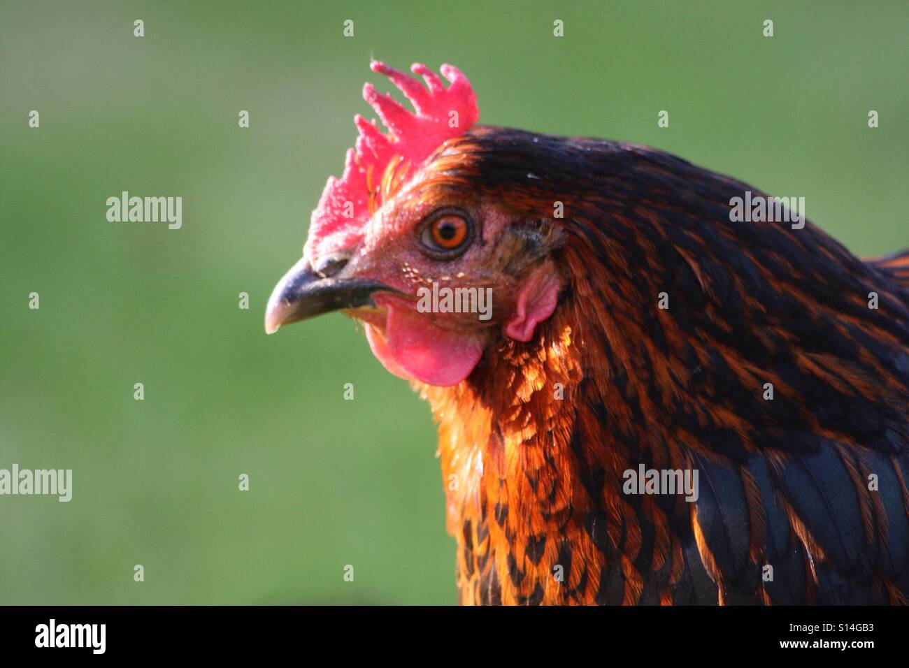 Black rock hen hi-res stock photography and images - Alamy