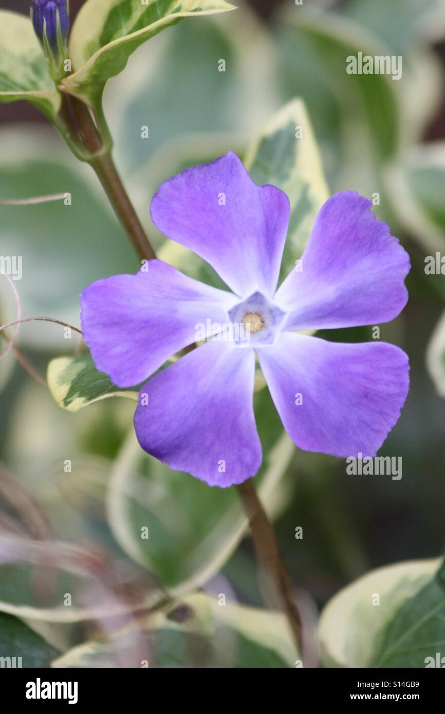 Periwinkle flower hi-res stock photography and images - Alamy
