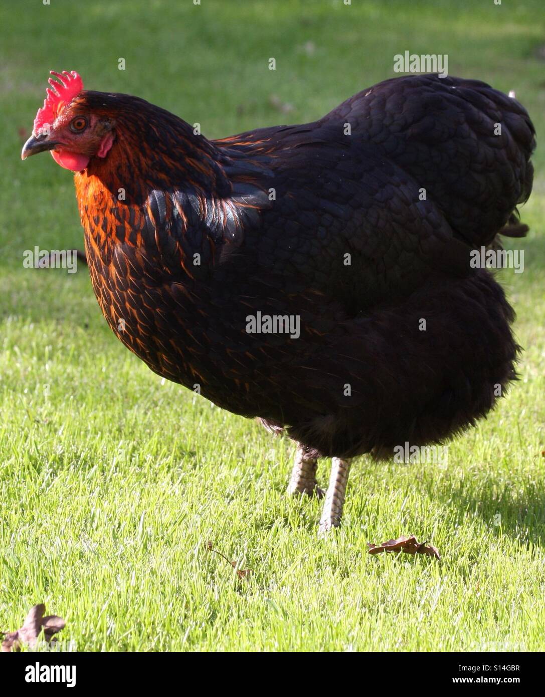 Black rock hen hi-res stock photography and images - Alamy