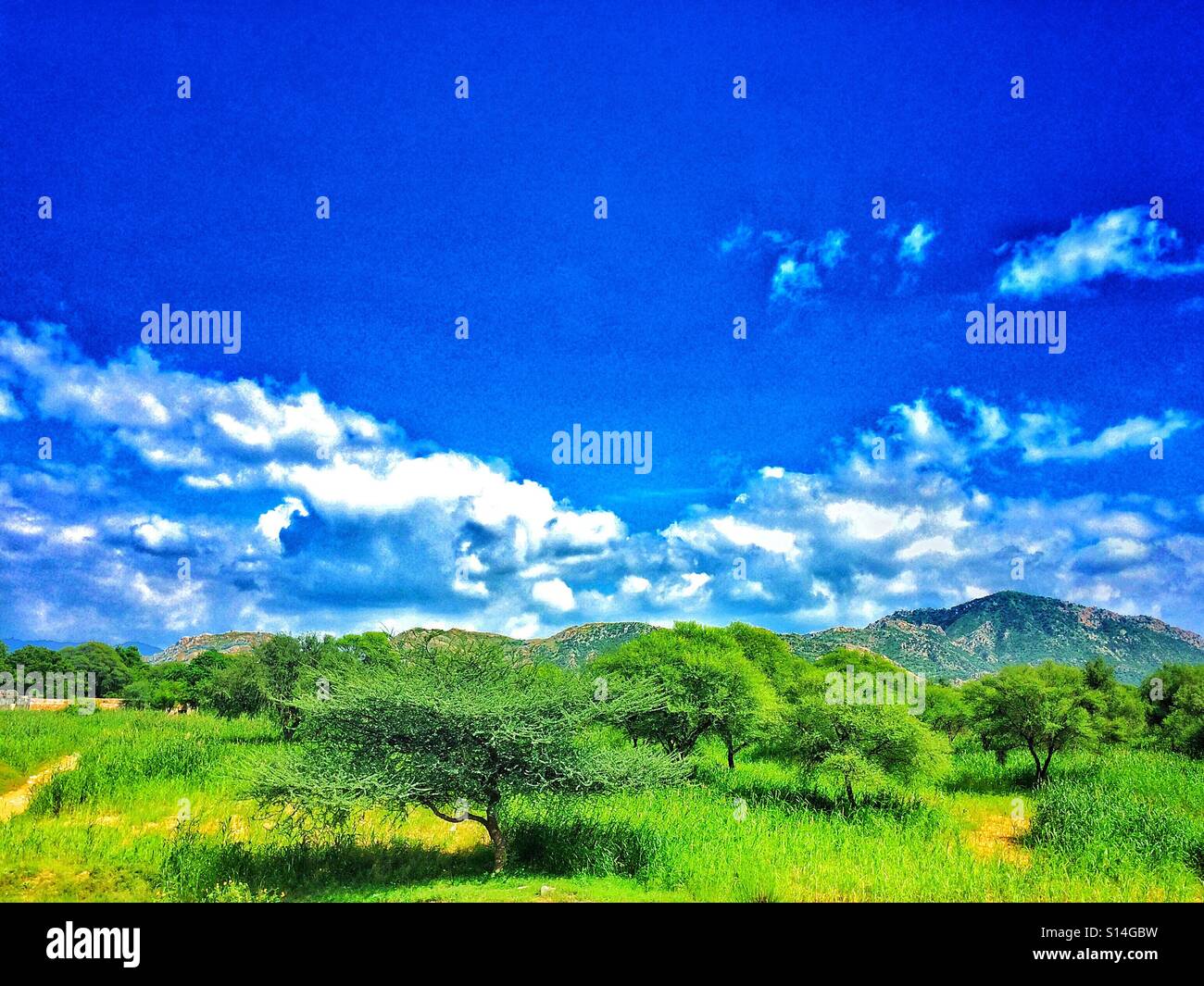 Sunny greenery hi-res stock photography and images - Alamy