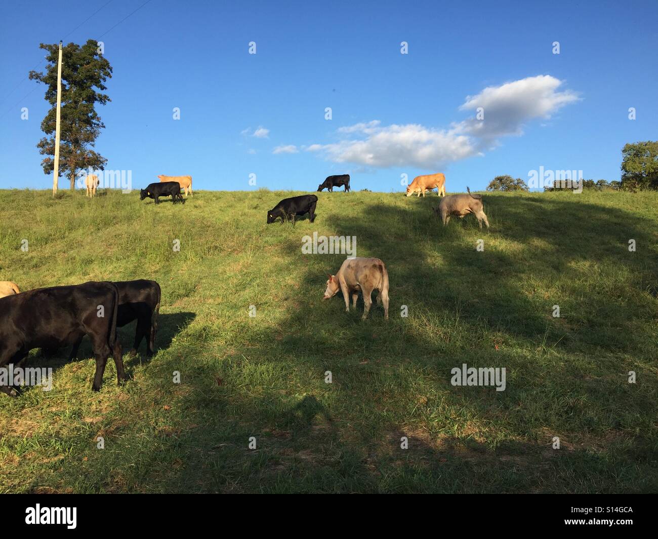 Life on the farm Stock Photo - Alamy
