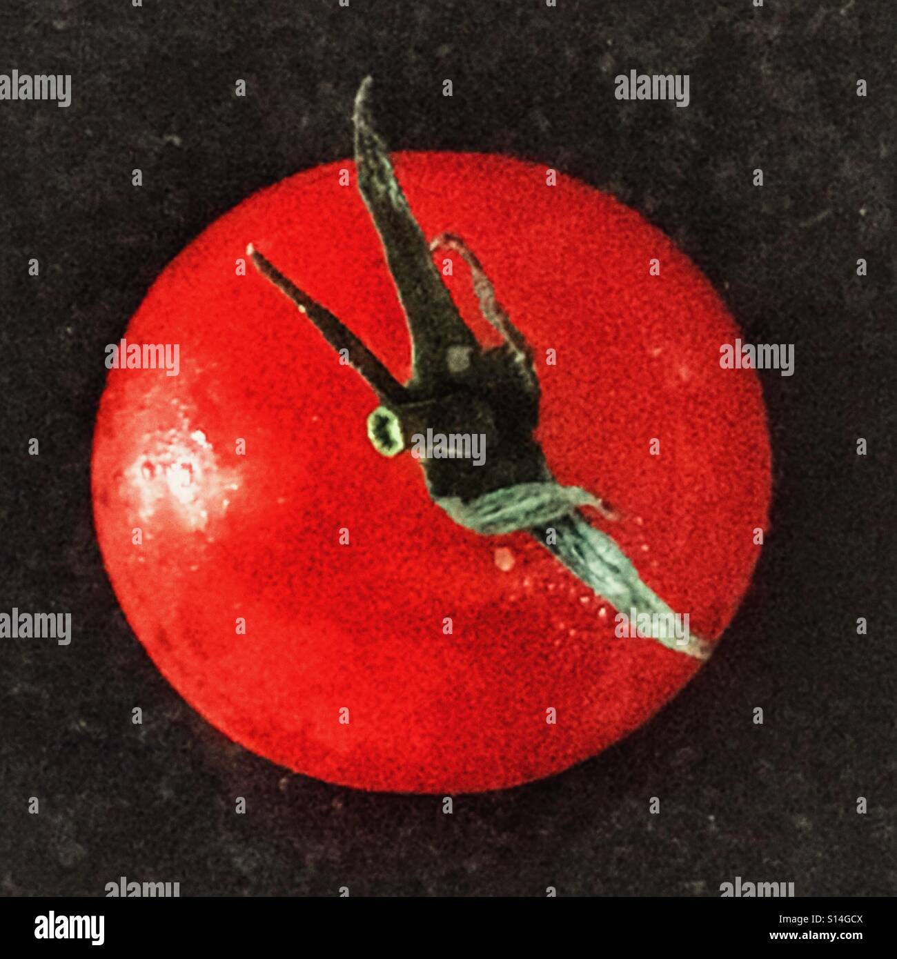 Tomato, from above Stock Photo - Alamy