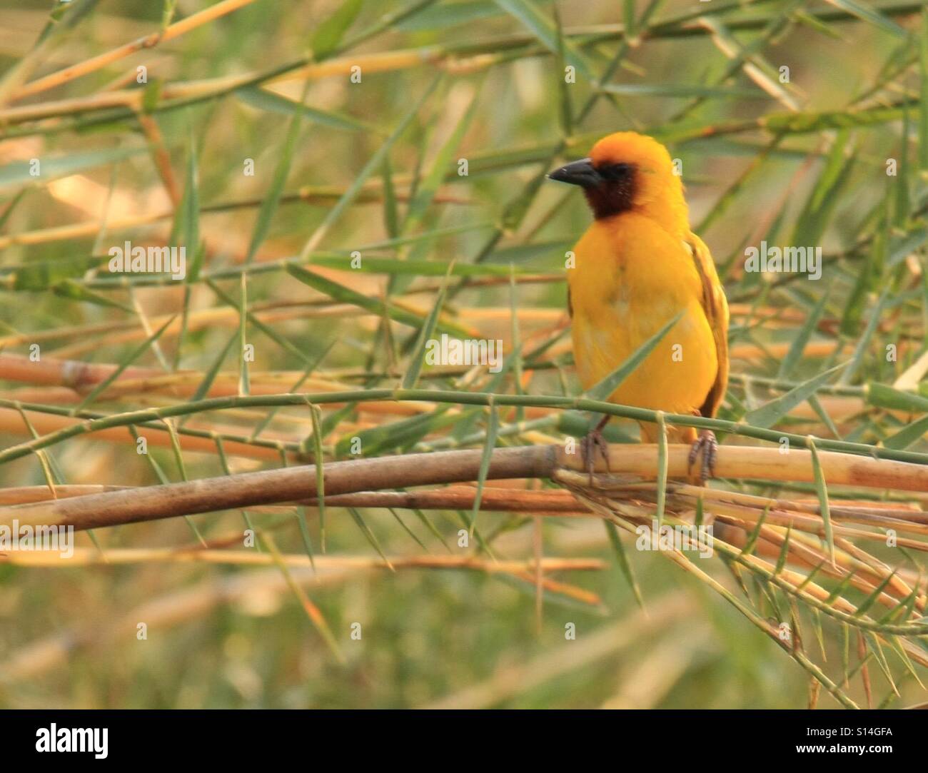 Masked Weaver bird perched on cane surrounded by foliage Stock Photo ...