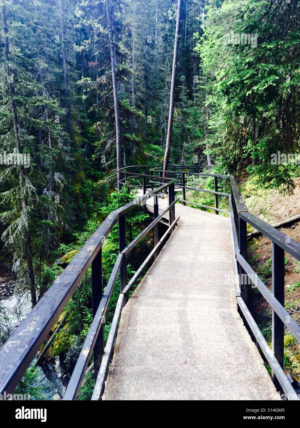 Walking through the forest Stock Photo - Alamy