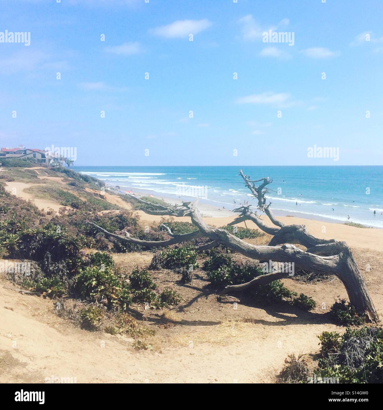 Dead tree at the beach hi-res stock photography and images - Alamy