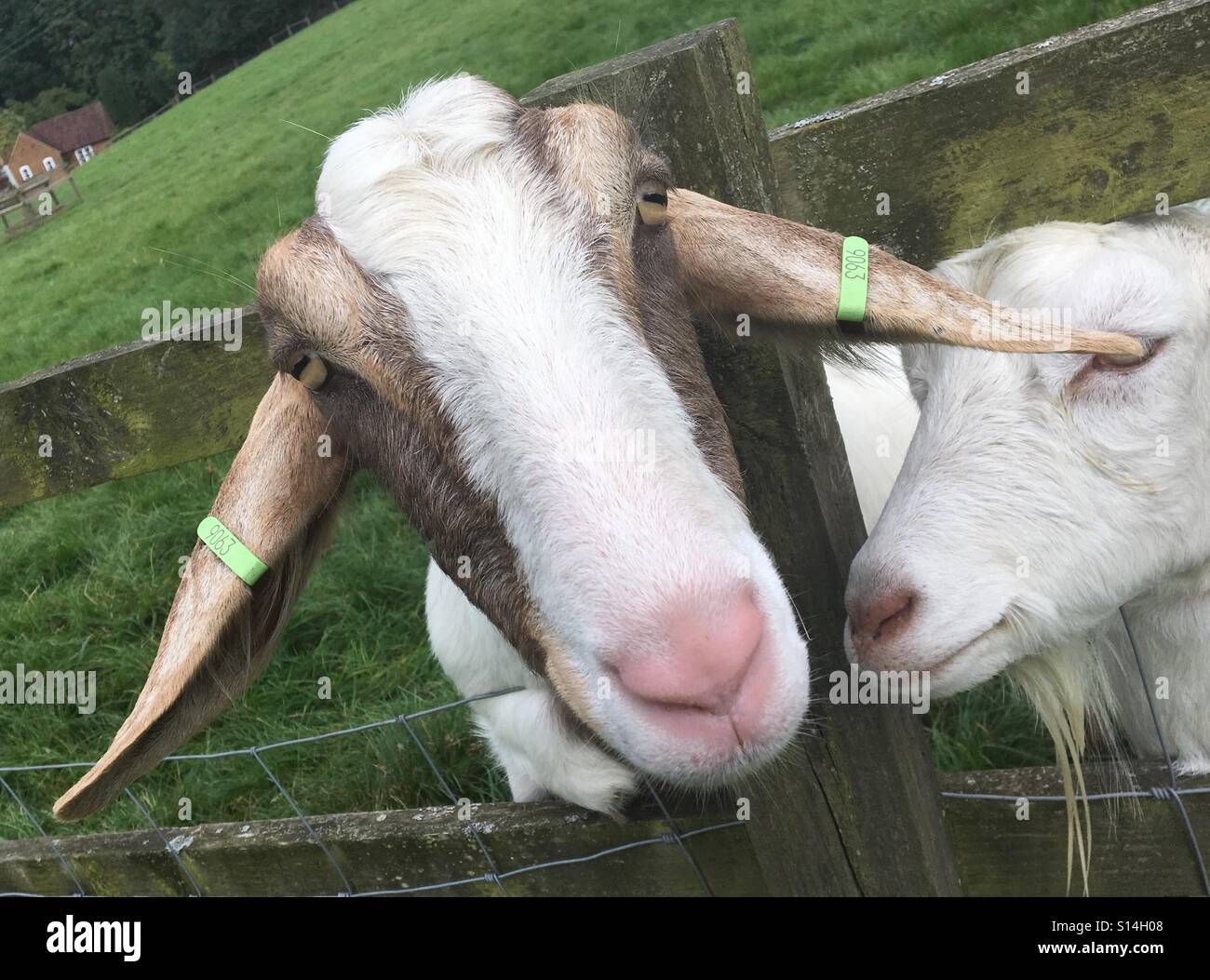 Nanny Goats High Resolution Stock Photography and Images - Alamy