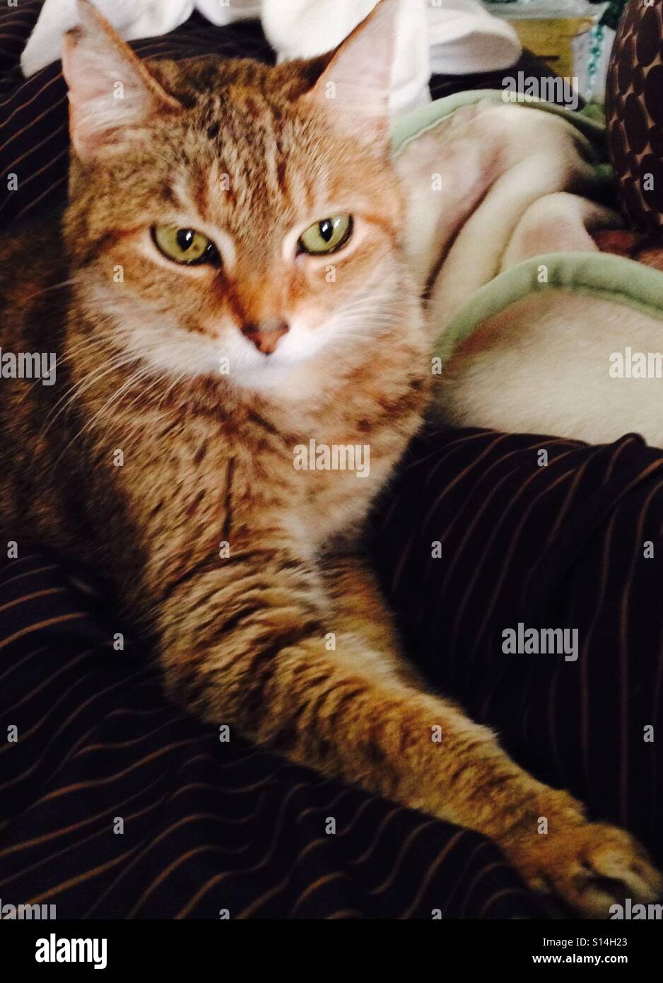 Tabby tiger cat hi-res stock photography and images - Alamy