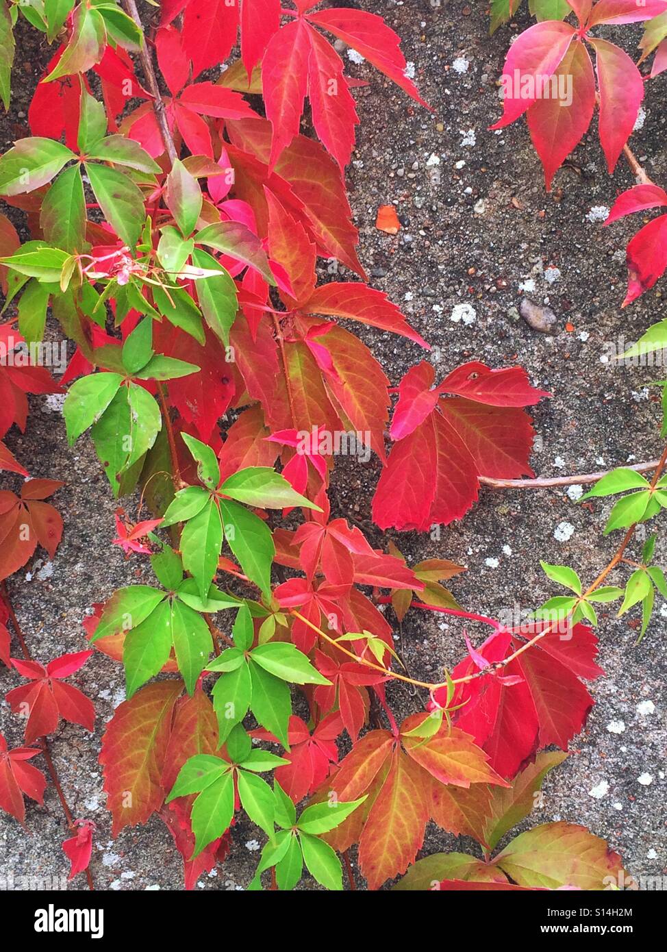 Wild vine hi-res stock photography and images - Alamy