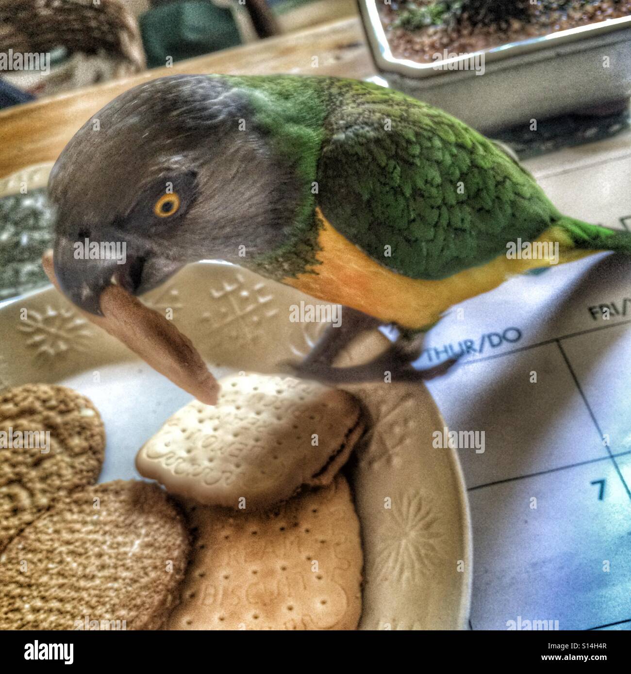 Bird eating a biscuit Stock Photo - Alamy