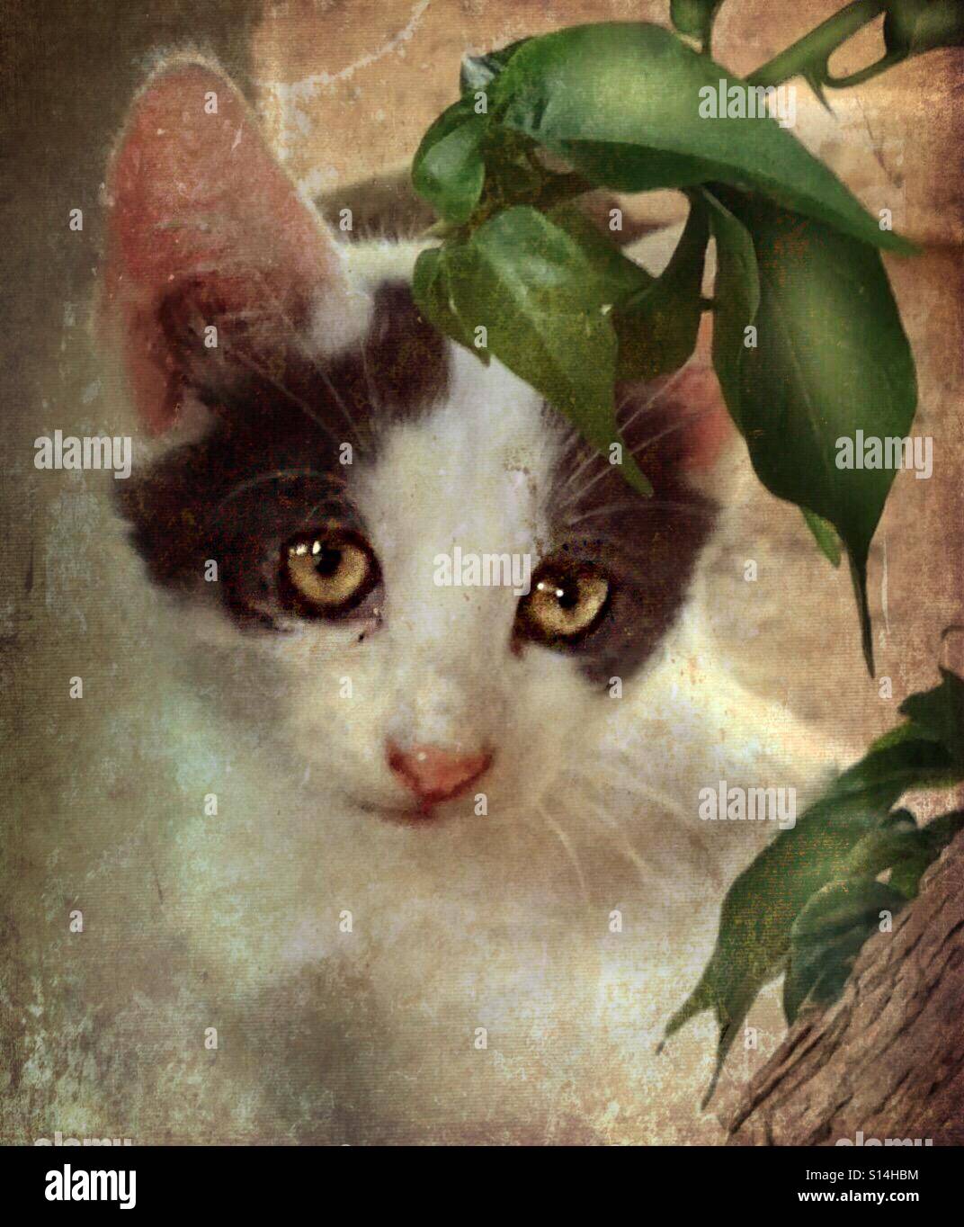 Very fine cat hi-res stock photography and images - Alamy