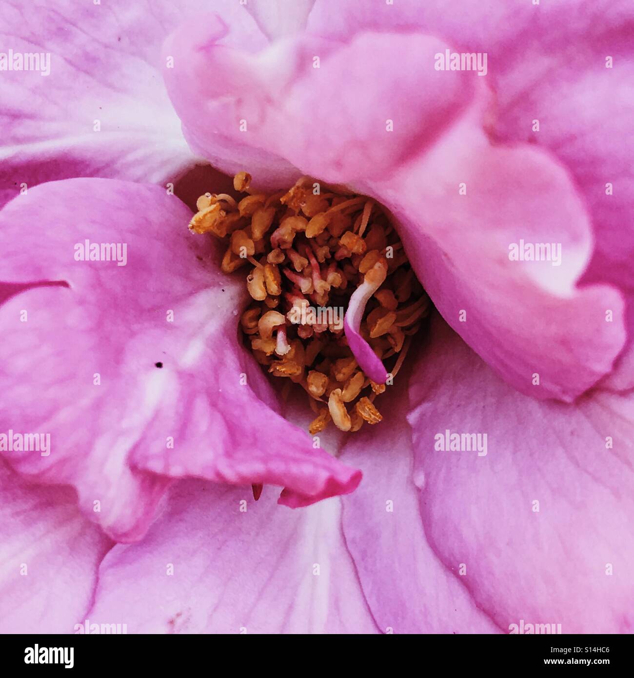 Rose petals art hi-res stock photography and images - Alamy