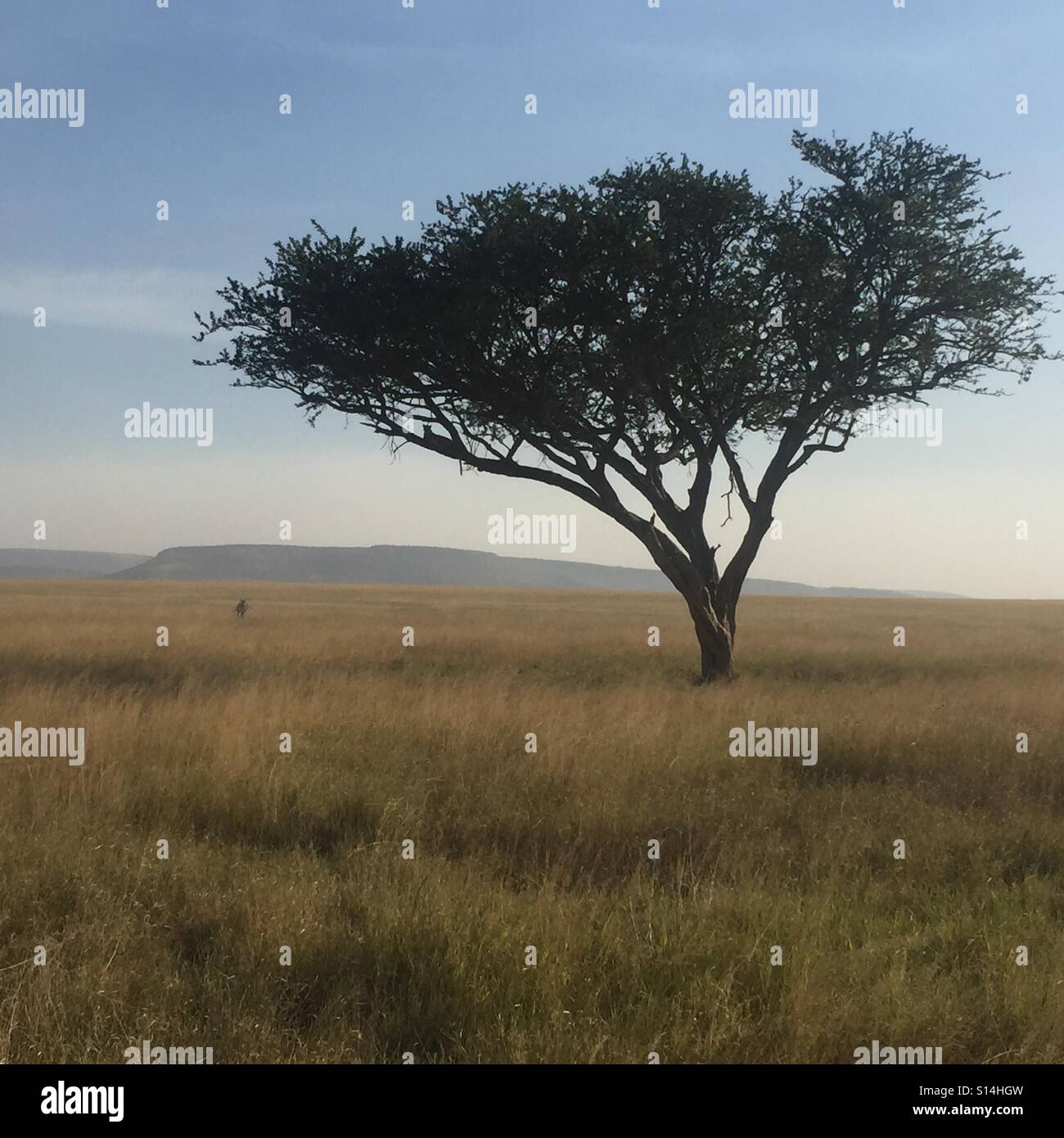 Serengeti grass hi-res stock photography and images - Alamy