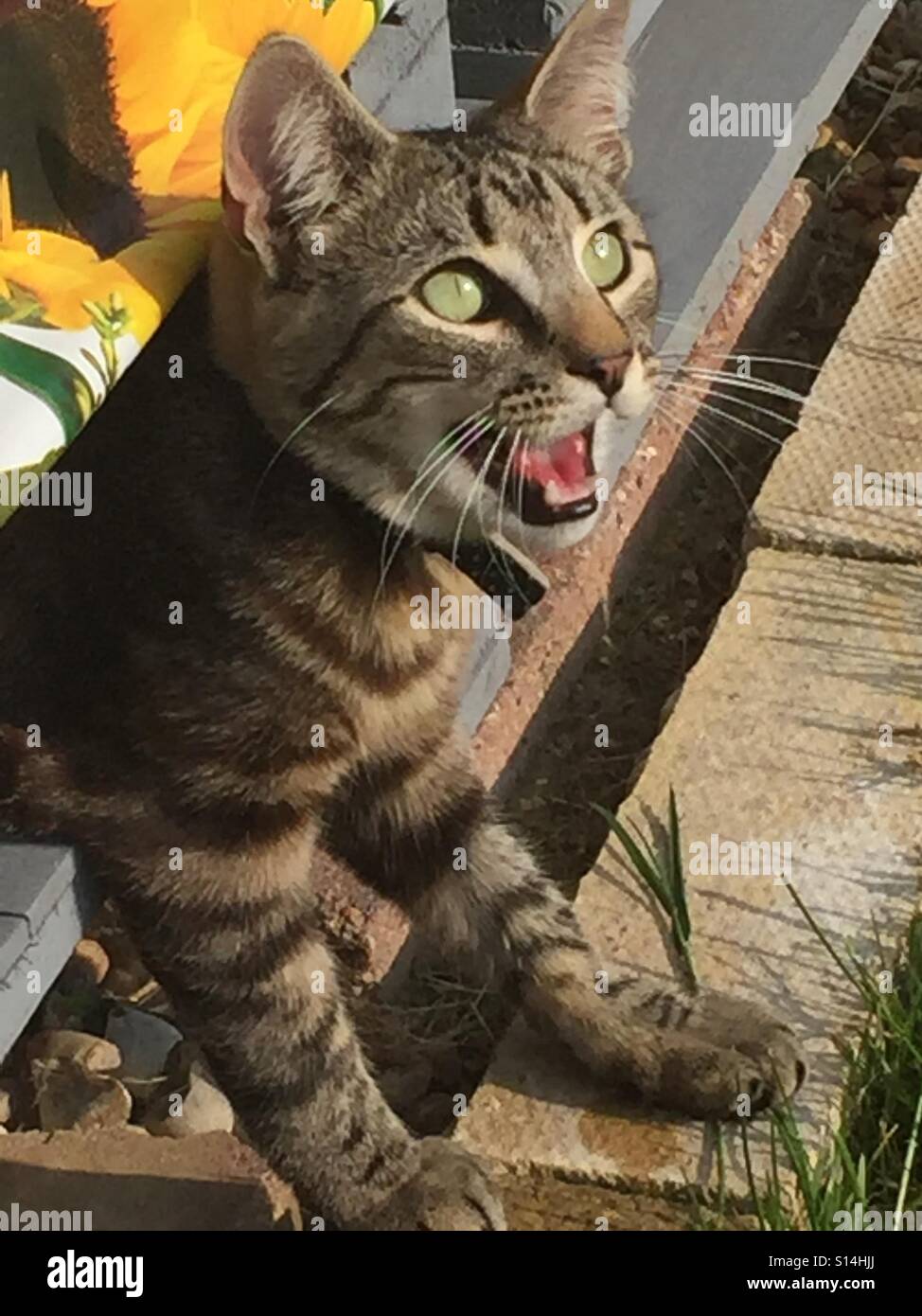 Beautiful Tabby Cat Stock Photos & Beautiful Tabby Cat Stock Images - Alamy