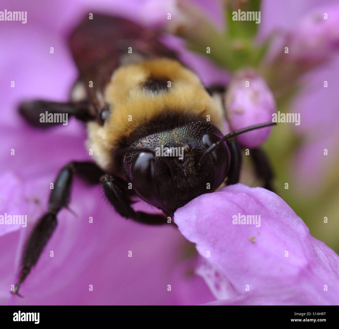 Bee compound eyes hi-res stock photography and images - Alamy