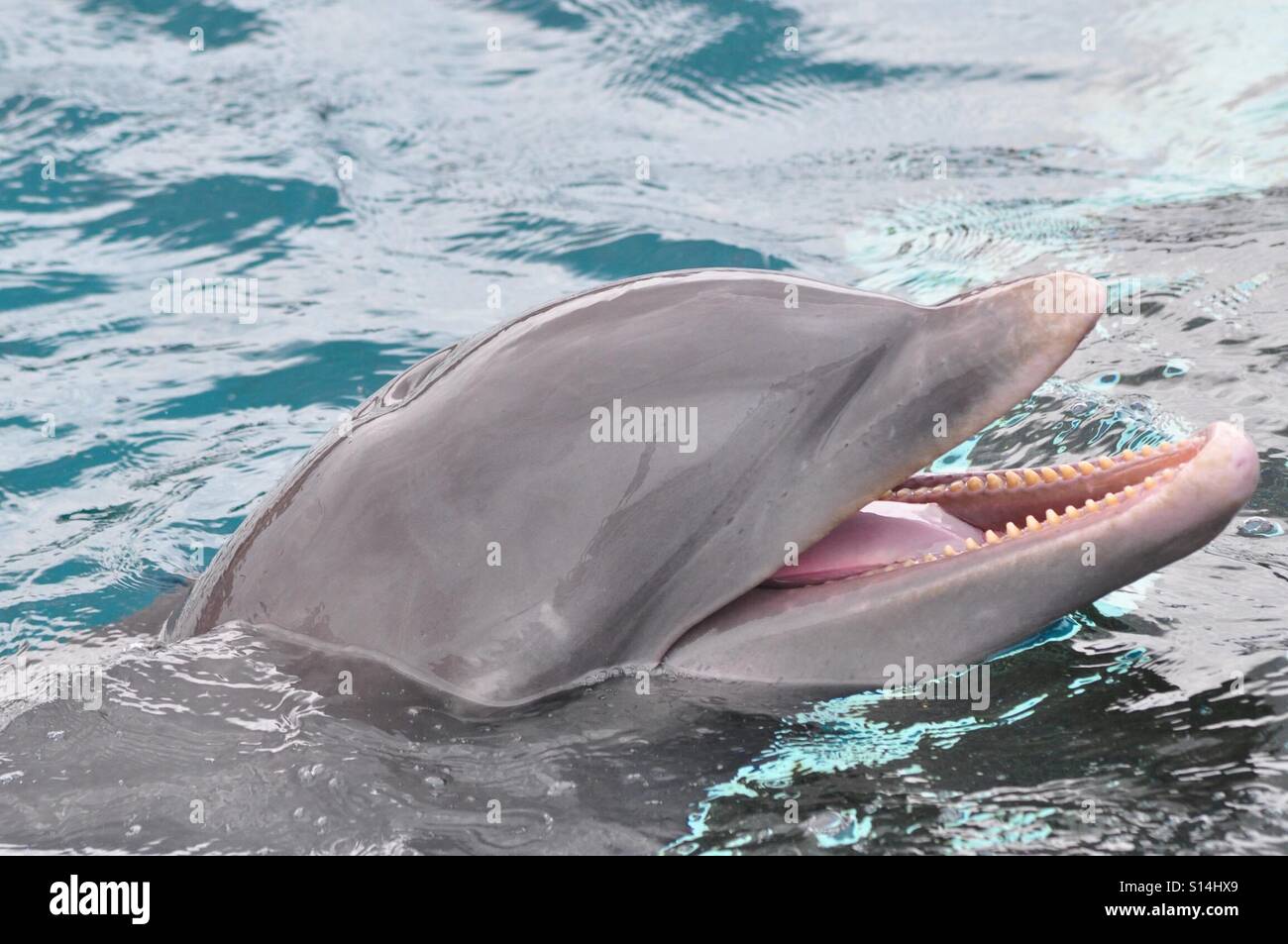 Dolphin head hi-res stock photography and images - Alamy