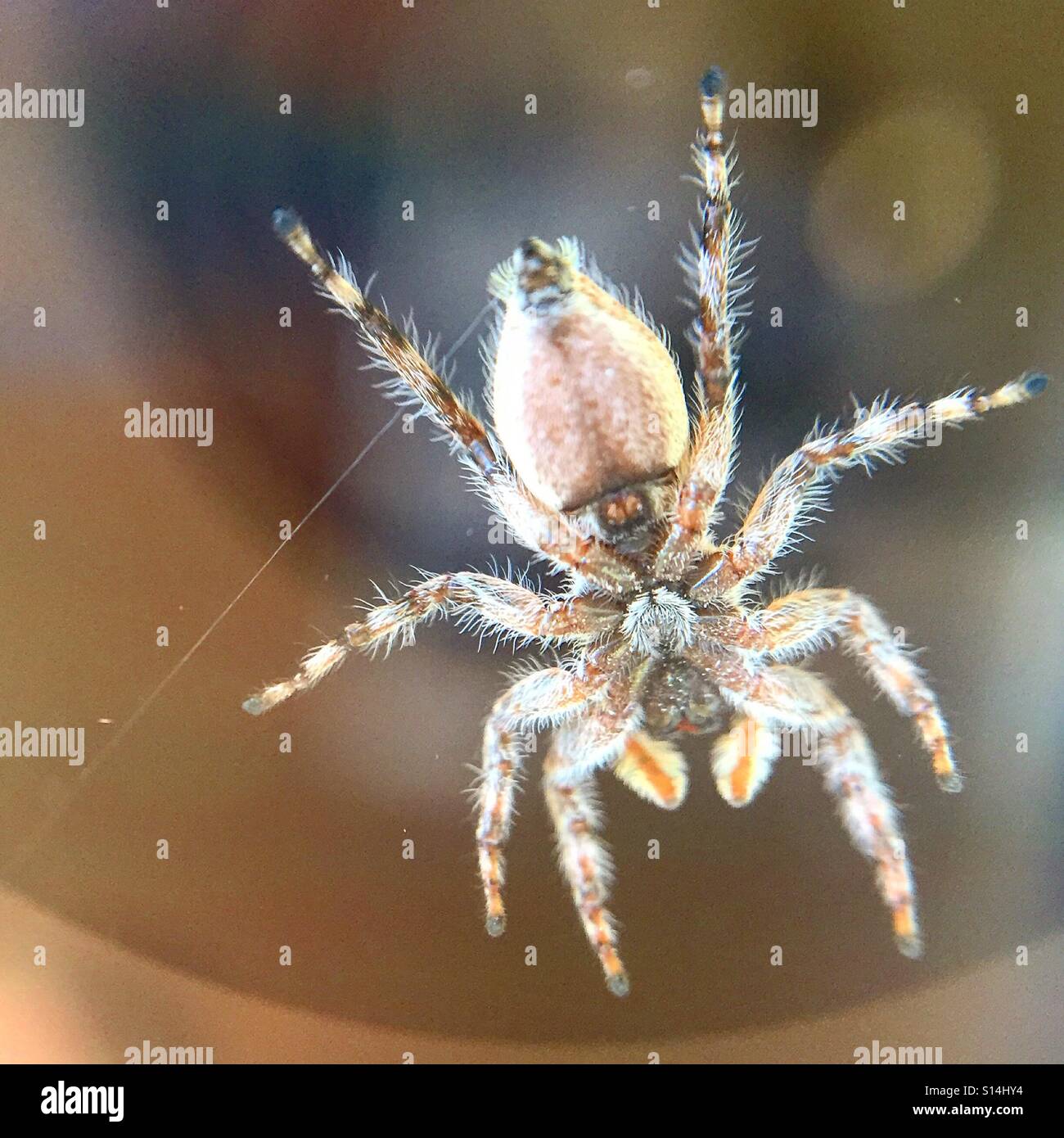 Arachnophobia. Jumping spider walking on glass Stock Photo - Alamy