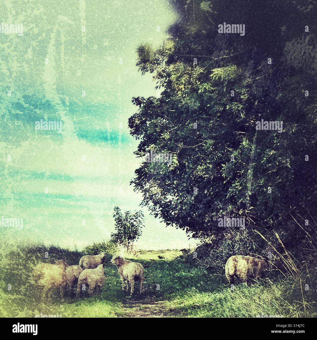 Lamb lane hi-res stock photography and images - Alamy