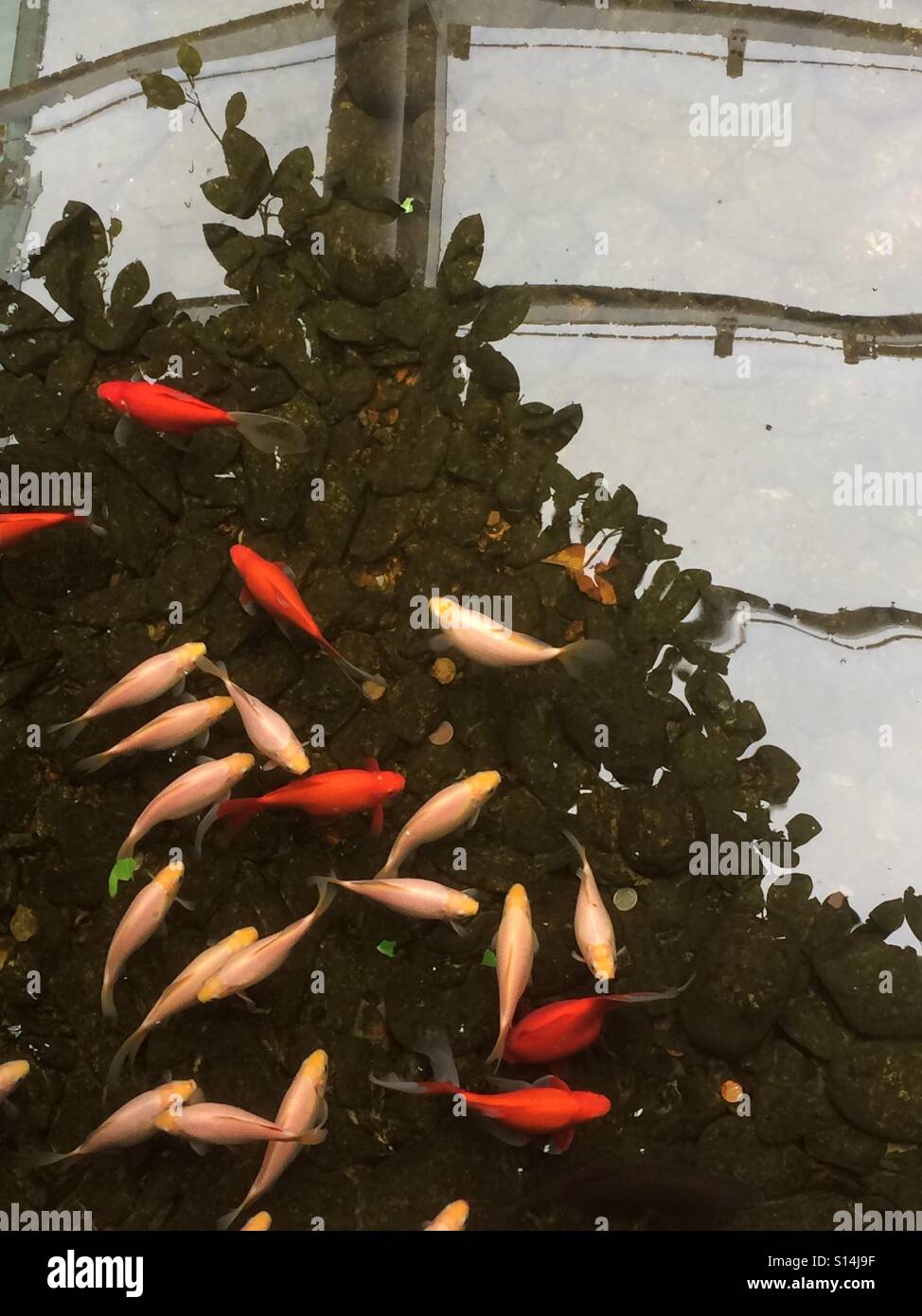 Goldfish house hi-res stock photography and images - Alamy