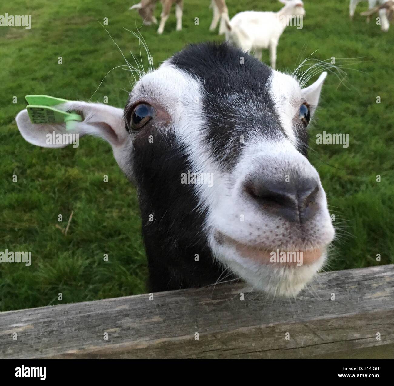 I can just see over the gate. A Toggenburg goat kid with long eyebrows ...