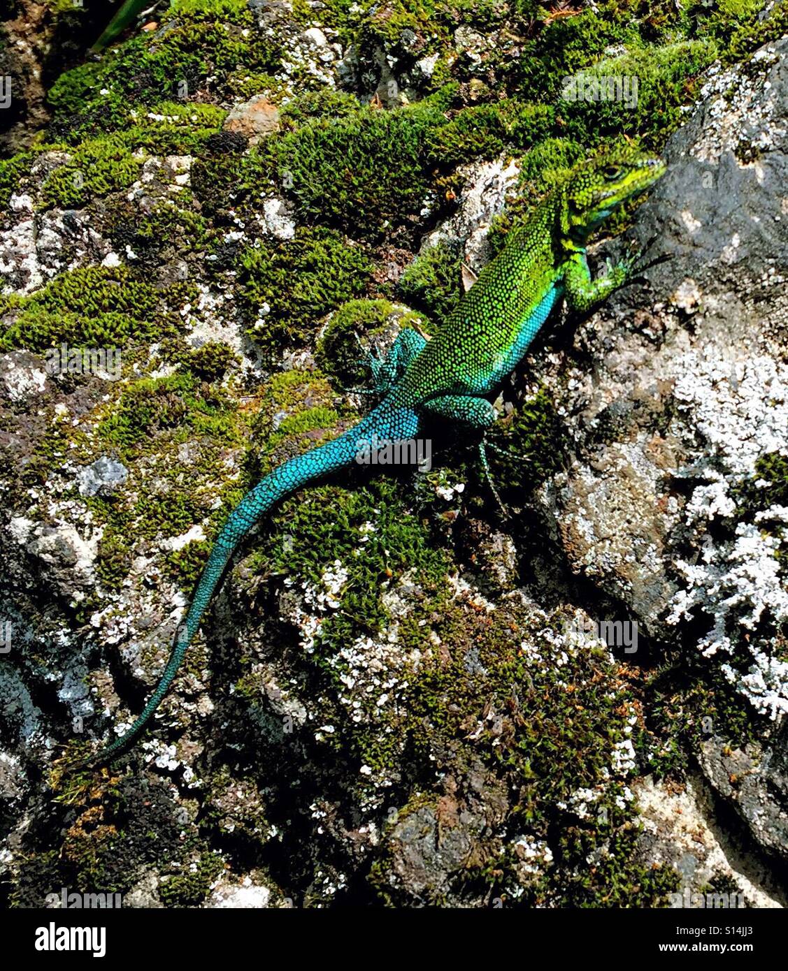 Green And Blue Lizards