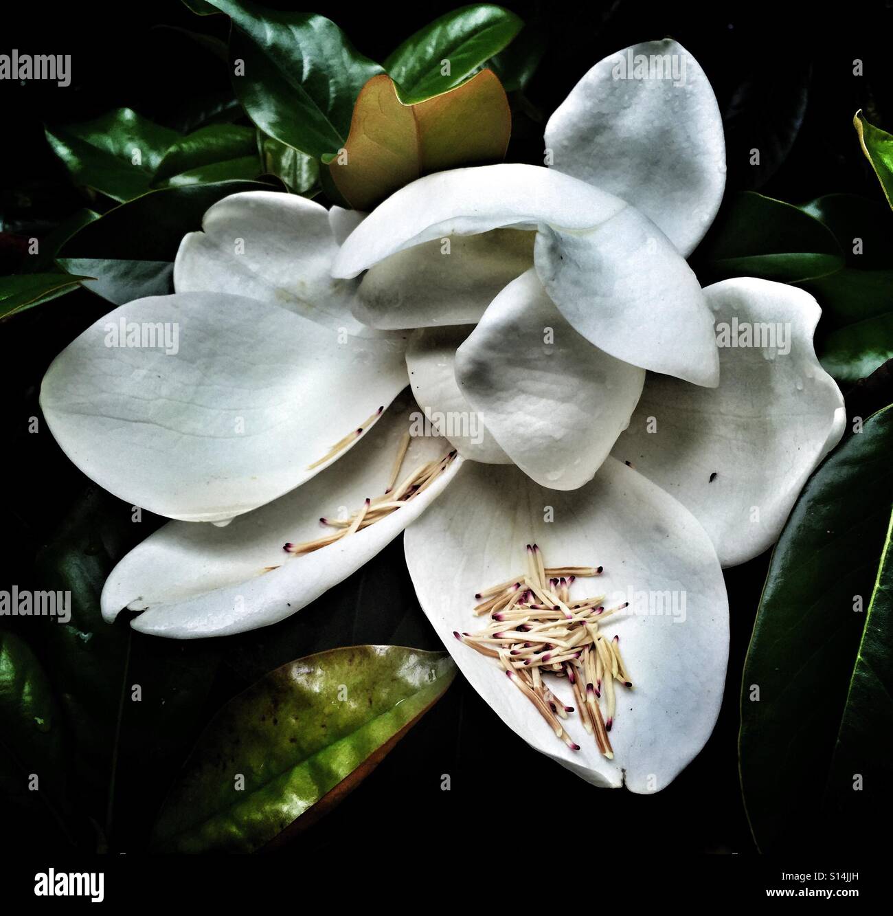 Magnolia Tree Flower High Resolution Stock Photography and Images - Alamy