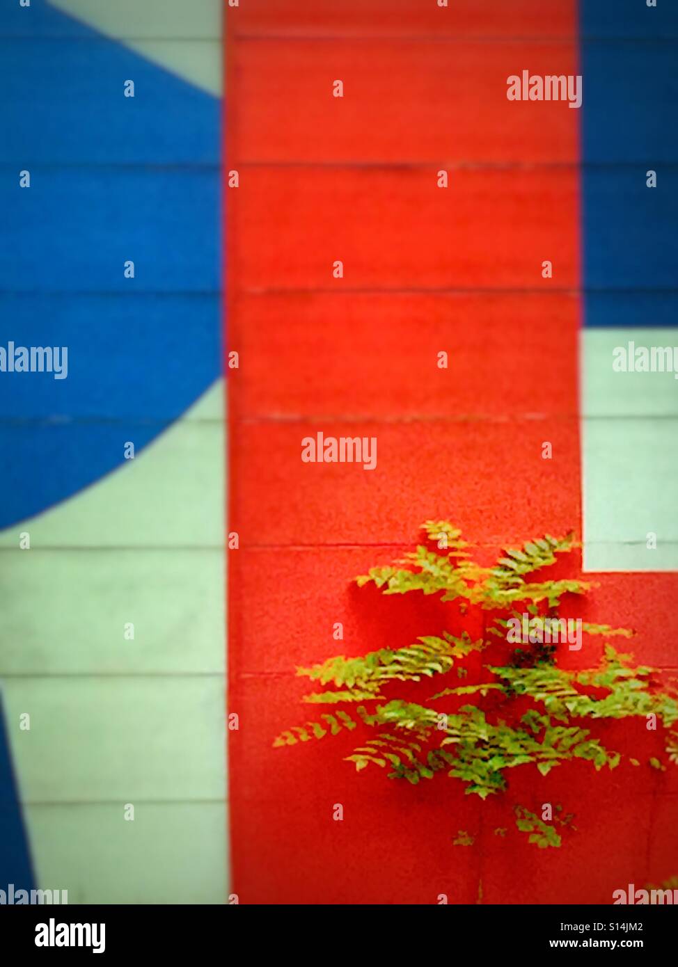 Little tree in front of painted wall Stock Photo - Alamy