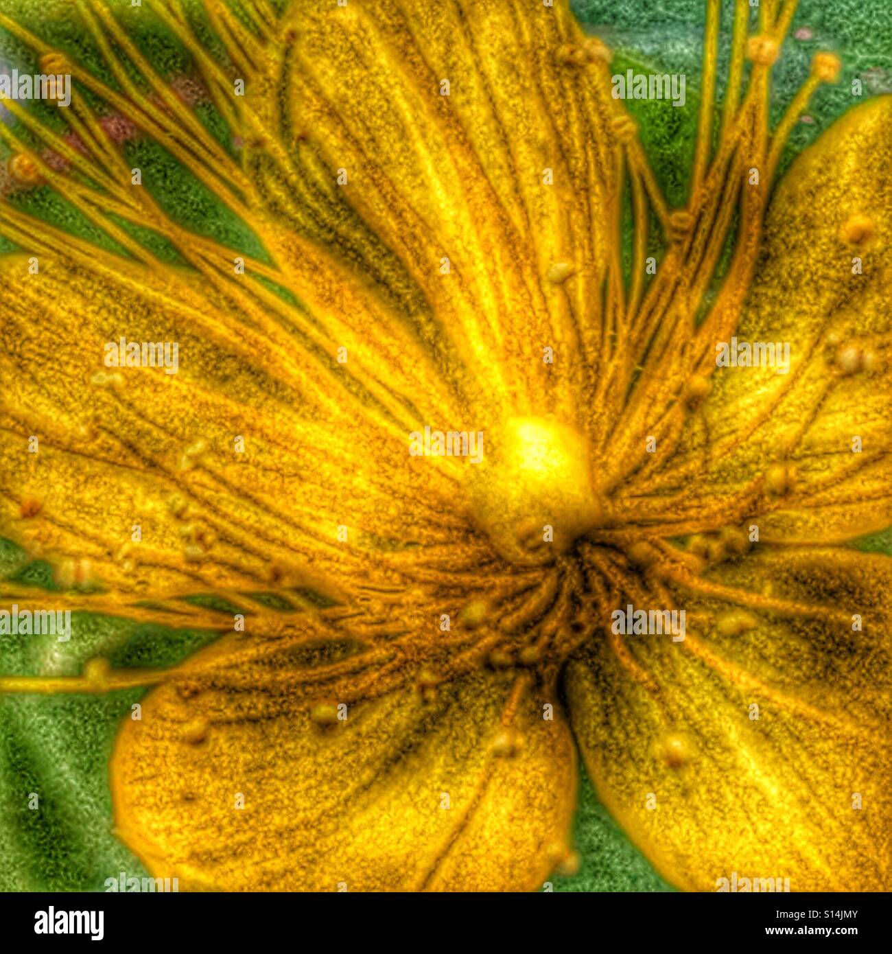 Fluffy flower detail hi-res stock photography and images - Alamy