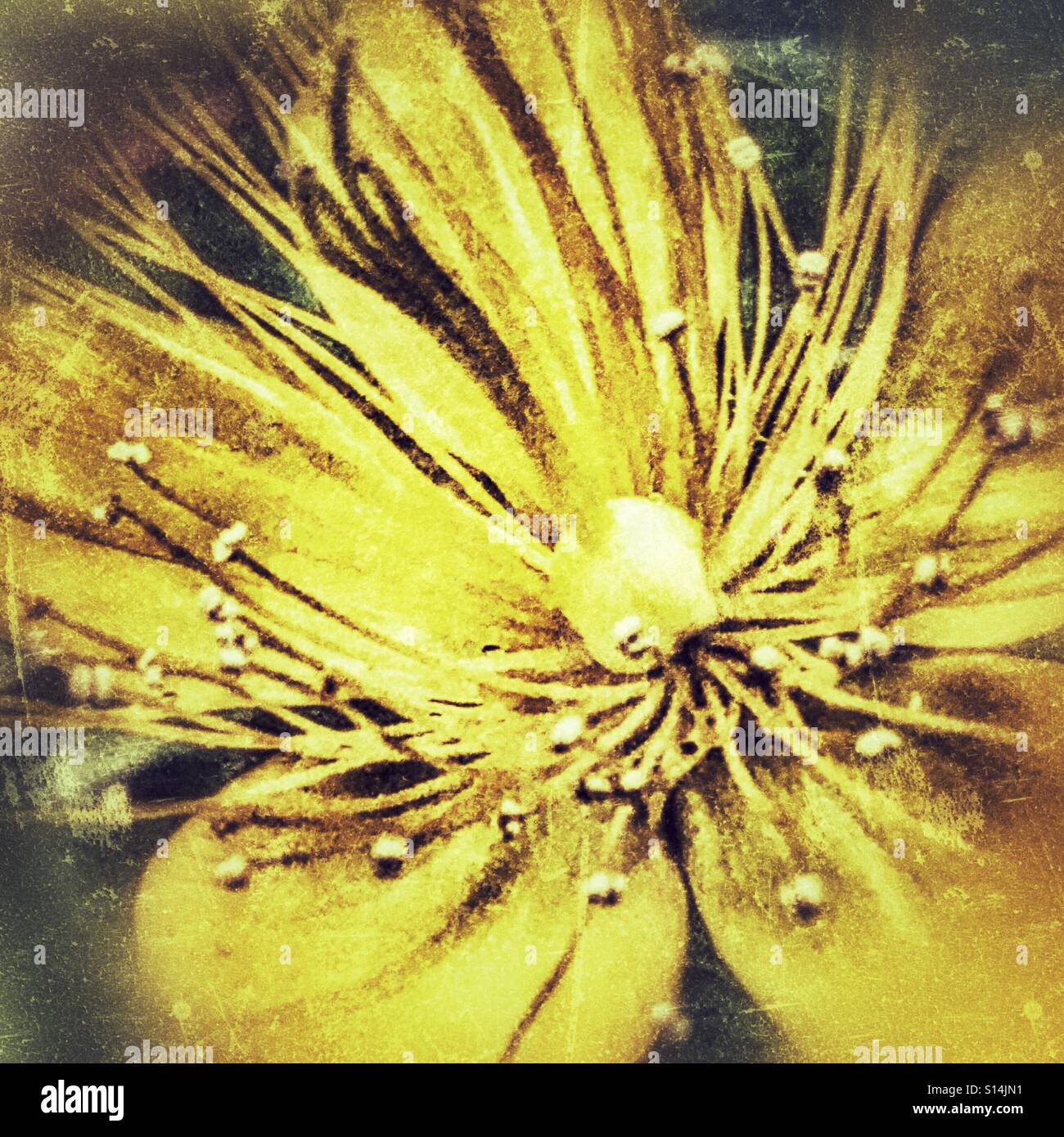 Close up beautiful yellow fluffy hi-res stock photography and images ...