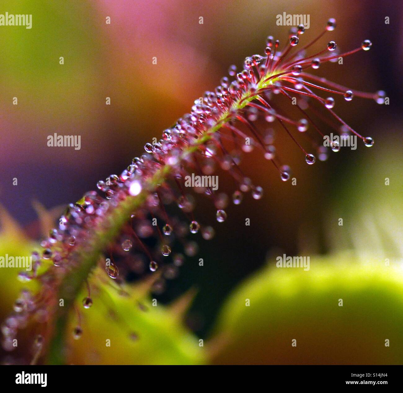 A sticky situation Stock Photo - Alamy