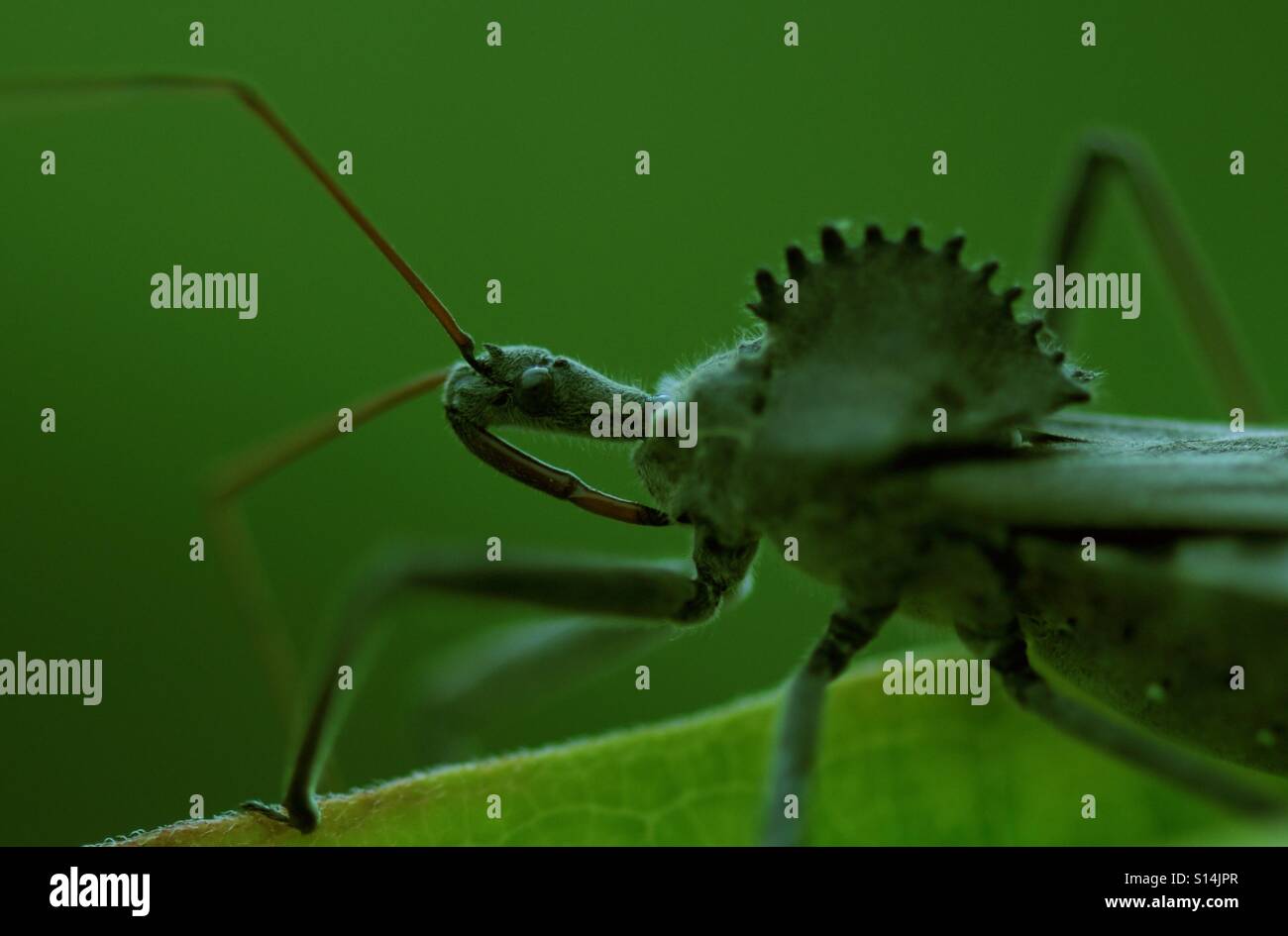 Scary bug hi-res stock photography and images - Alamy