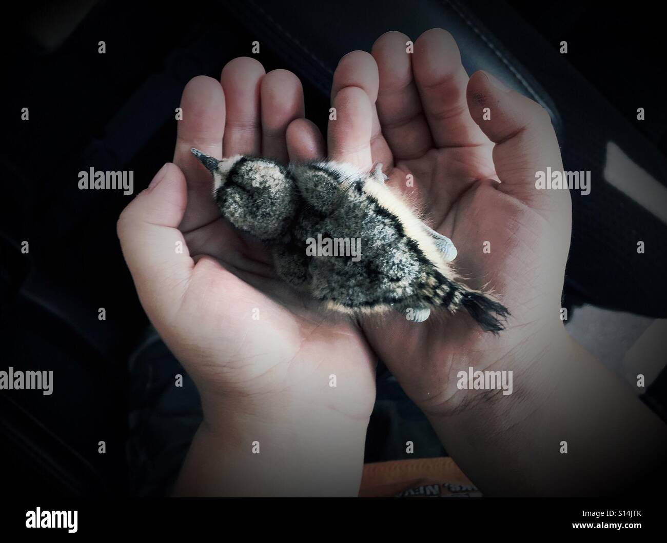 Baby Killdeer High Resolution Stock Photography and Images - Alamy